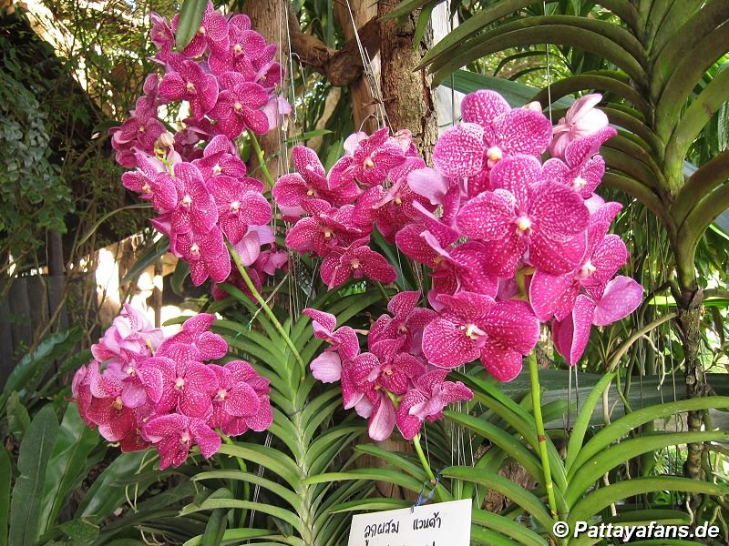 Orchideenfarm Chiang Mai - Sai Nam Phung Orchid Farm